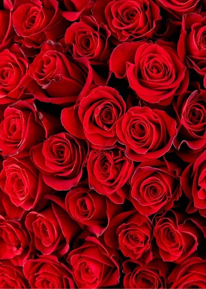 Rote Rosen | Wunderschönes Poster mit Rosen hier online